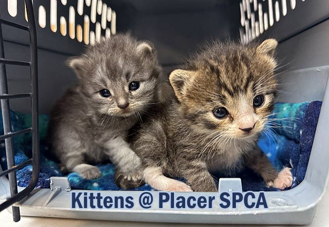 Kittens: Placer SPCA seeks fosters and donations - Roseville Today
